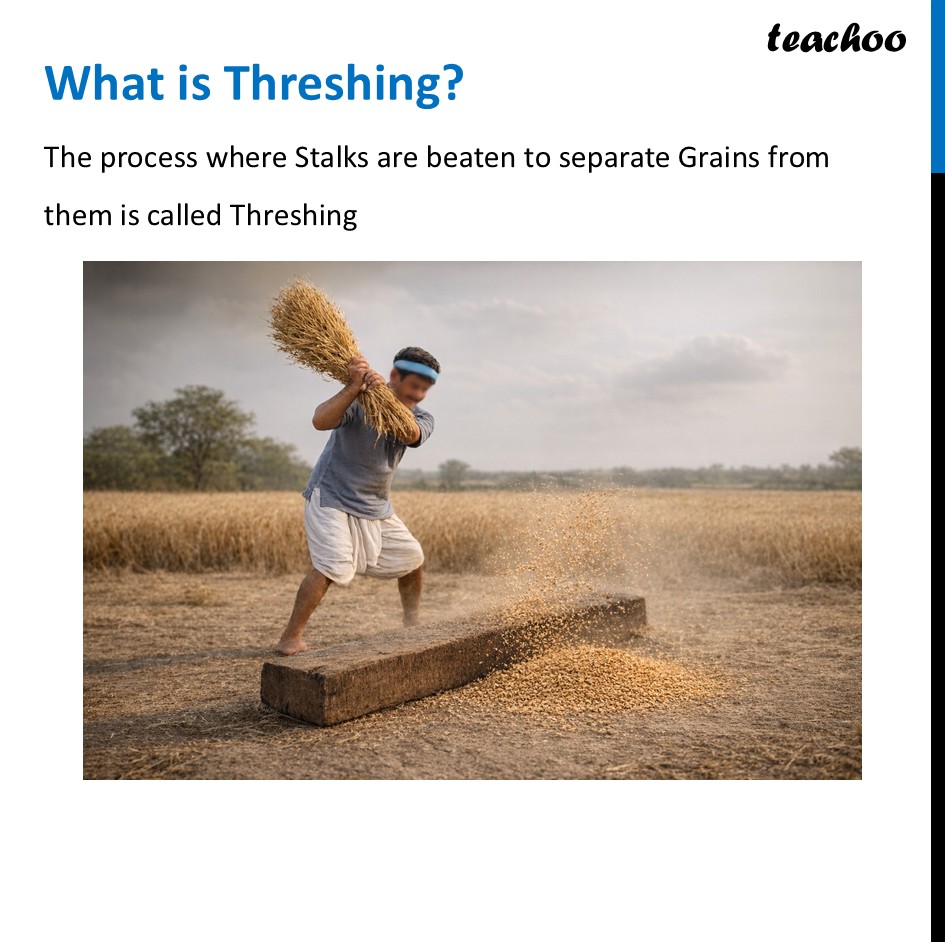 Threshing, Winnowing and Sieving [Class 6 Curiosity] - Teachoo