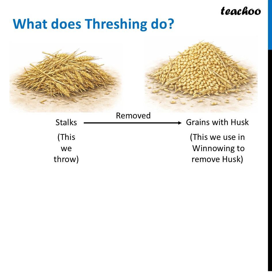 Threshing, Winnowing and Sieving [Class 6 Curiosity] - Teachoo
