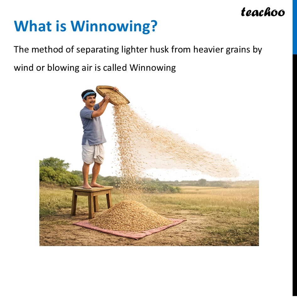 Threshing, Winnowing and Sieving [Class 6 Curiosity] - Teachoo