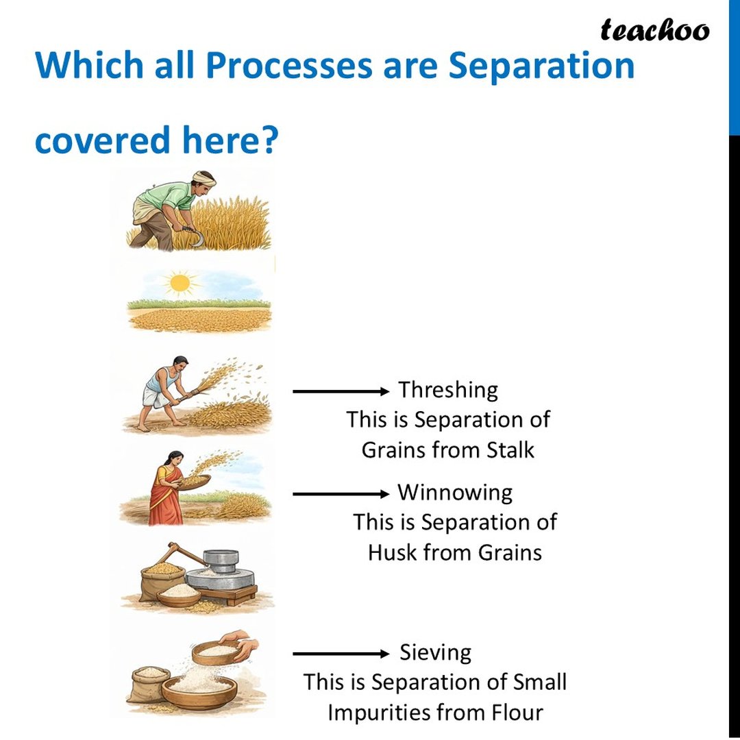 Threshing, Winnowing and Sieving [Class 6 Curiosity] - Teachoo