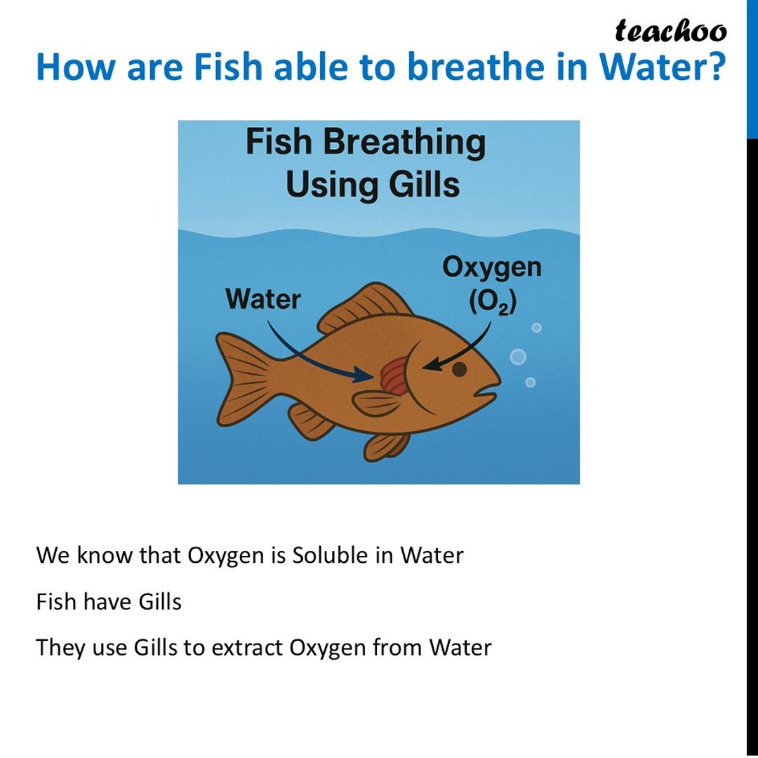 Soluble and Insoluble Materials [Class 6 Curiosity] - Teachoo