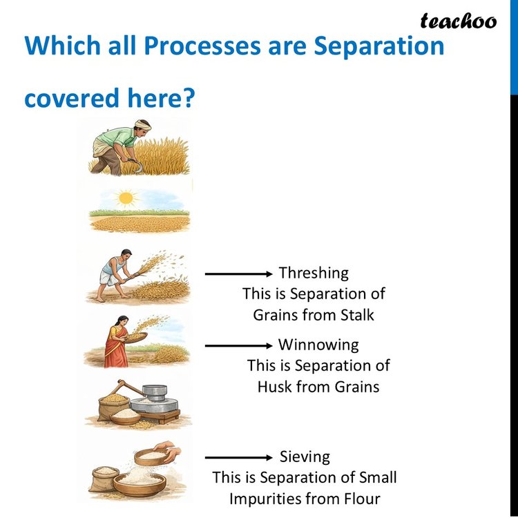Threshing, Winnowing and Sieving [Class 6 Curiosity] - Teachoo