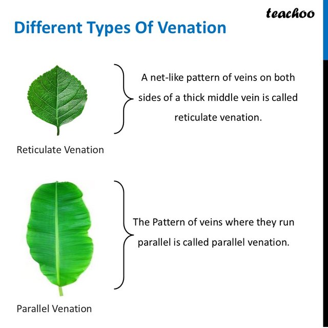 What is Reticulate and Parallel Venation? - (Class 6 Science)