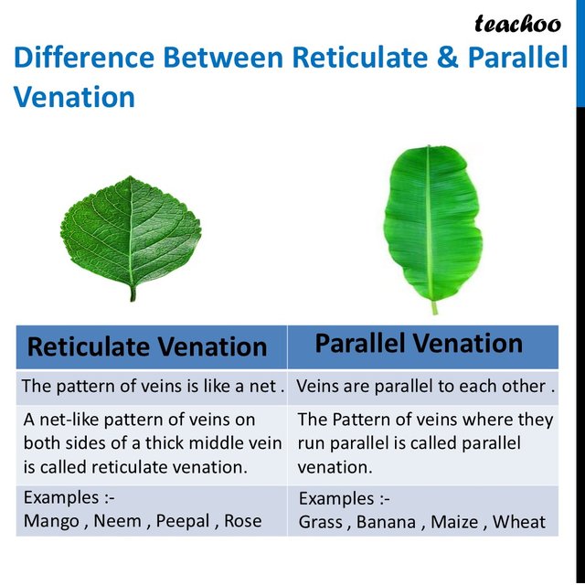 What is Reticulate and Parallel Venation? - (Class 6 Science)
