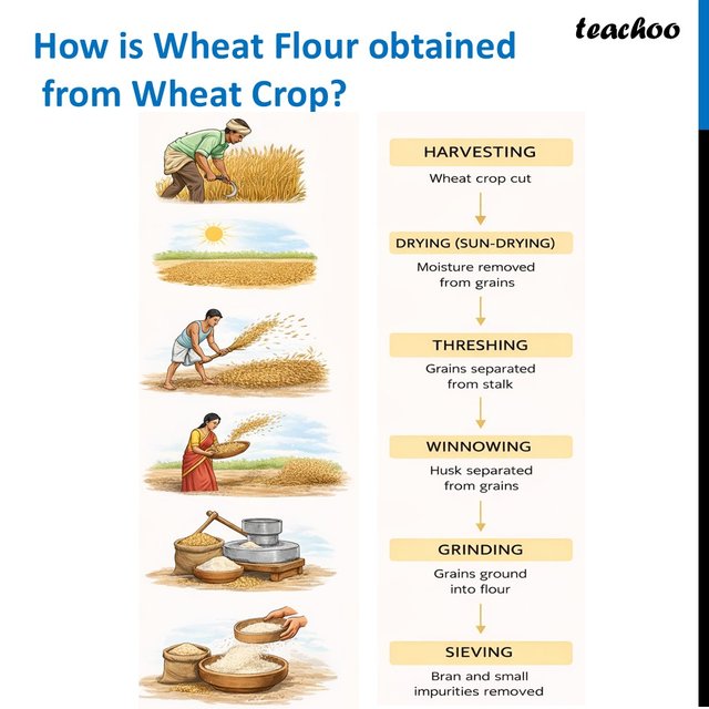 Threshing, Winnowing and Sieving [Class 6 Curiosity] - Teachoo